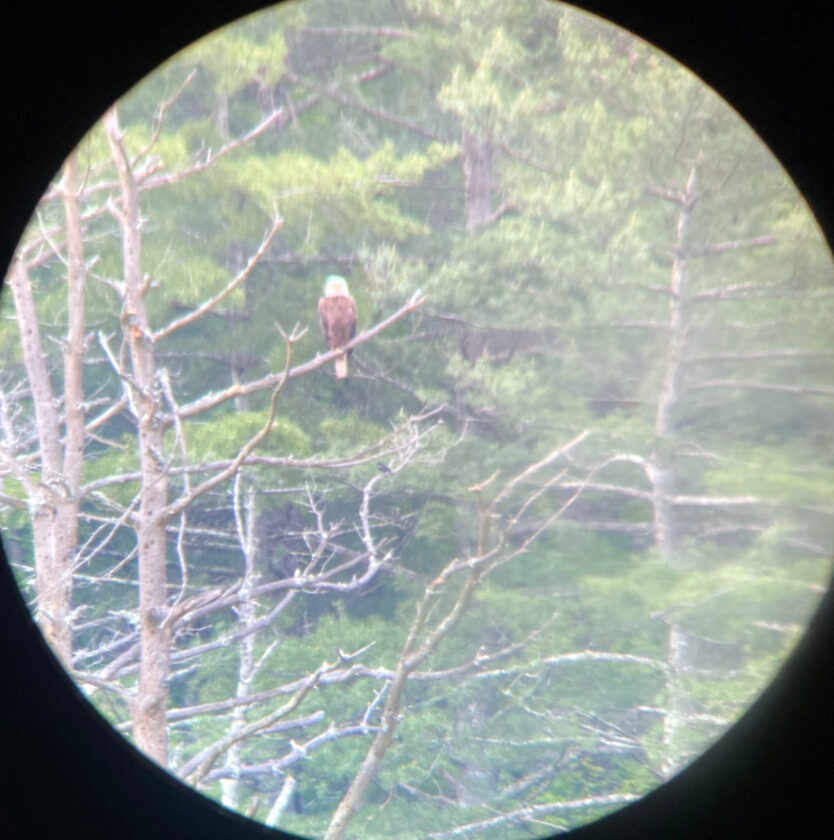 Eagle’s eye view: Telescope installed to view eagle’s nest in Little ...